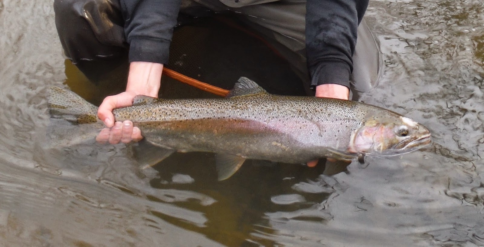 Indiana Kayak Fishing Journal: 4/12/15 Small Stream Steelhead