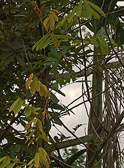 Wicara Mina: AKAR TUBA, JENU