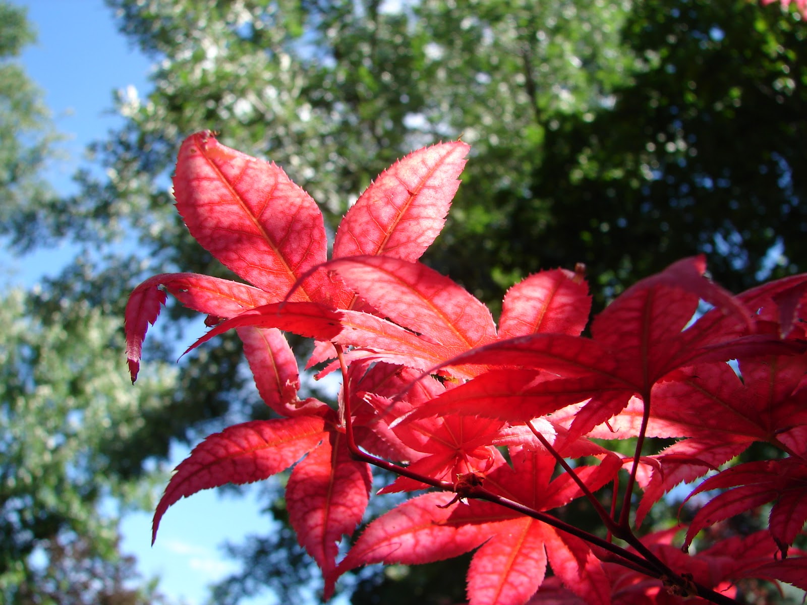 New Utah Gardener: Japanese Maples - For Color, Texture and Interest!