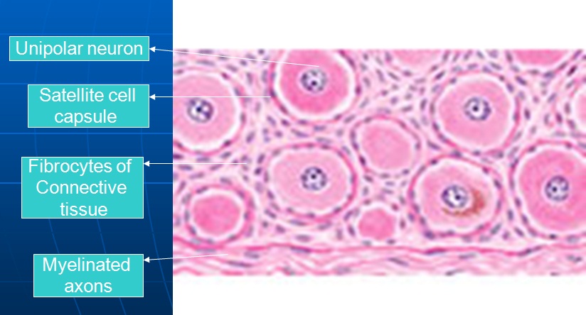 Medical Learner: Histology (Nervous Tissue) (1st year)