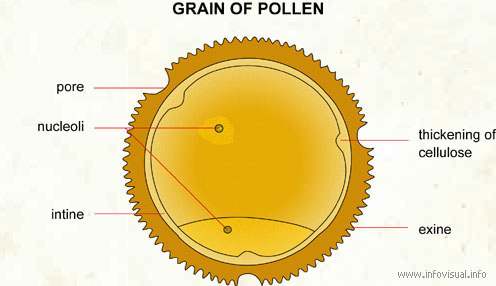 POLLEN (SERBUK SARI)