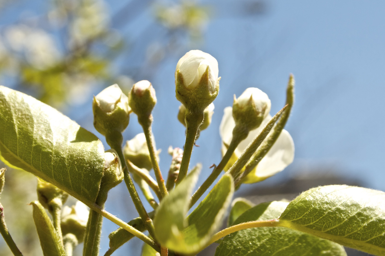 Flora Urbana: Mini-poires de Chine