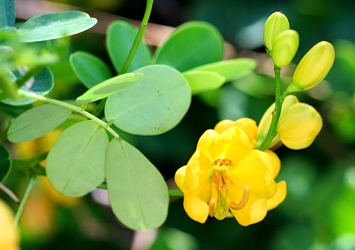Flora de Puerto Rico Ilustrada Papo Vives: Caesalpinoideae SENNA ...