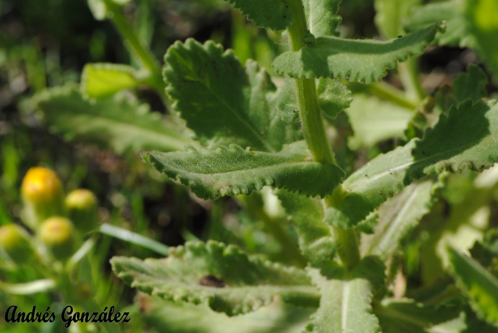 FOTOS DE FLORA NATIVA Y ADVENTICIAS DE URUGUAY : Senecio selloi. Asteraceae
