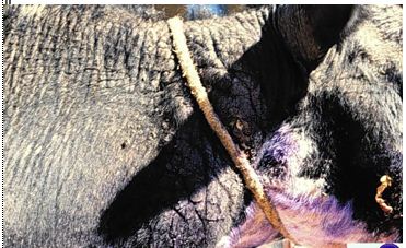 Scabies pada sapi perah
