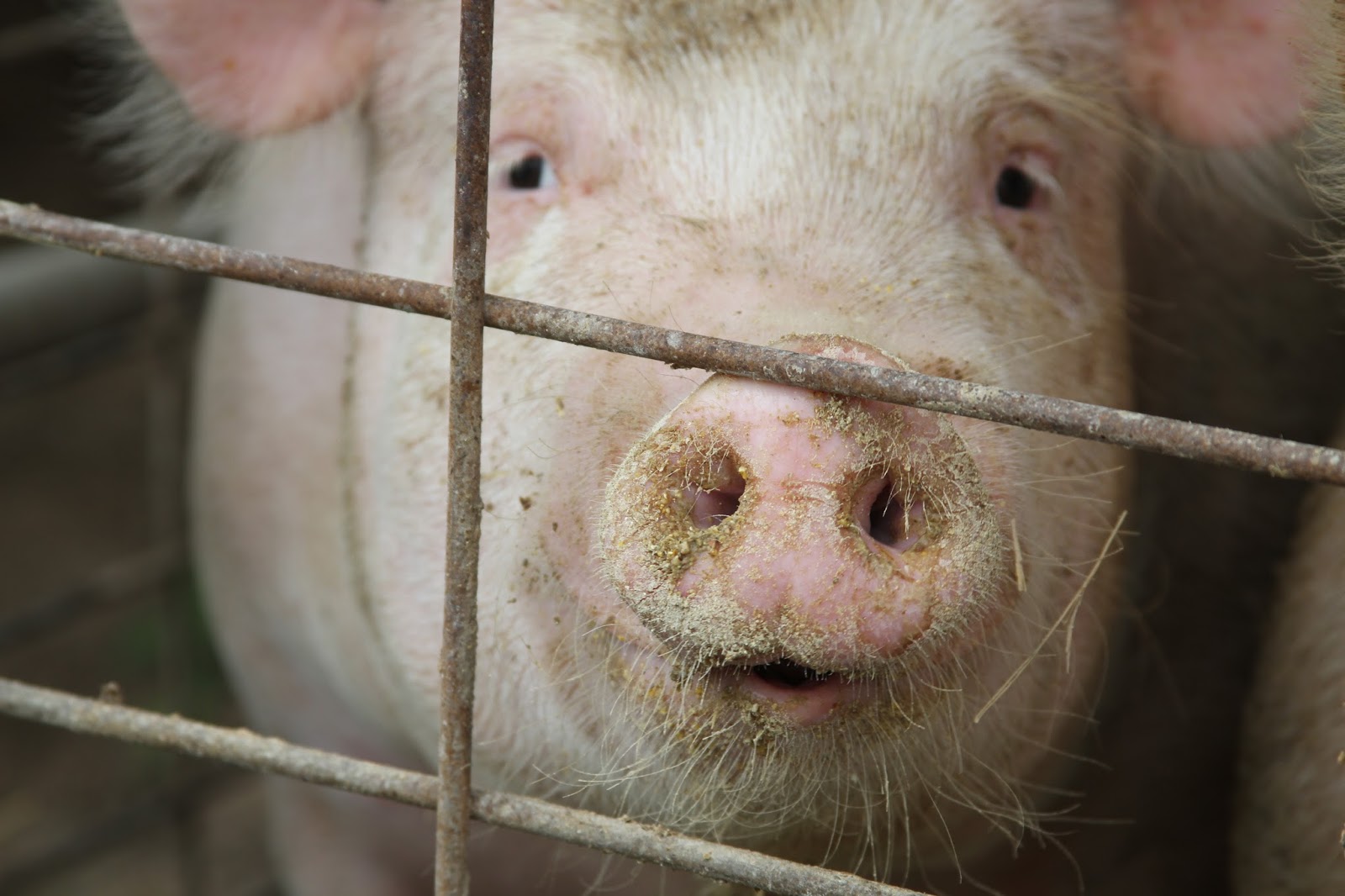 Bergloff Family: Pig Noses and Posies