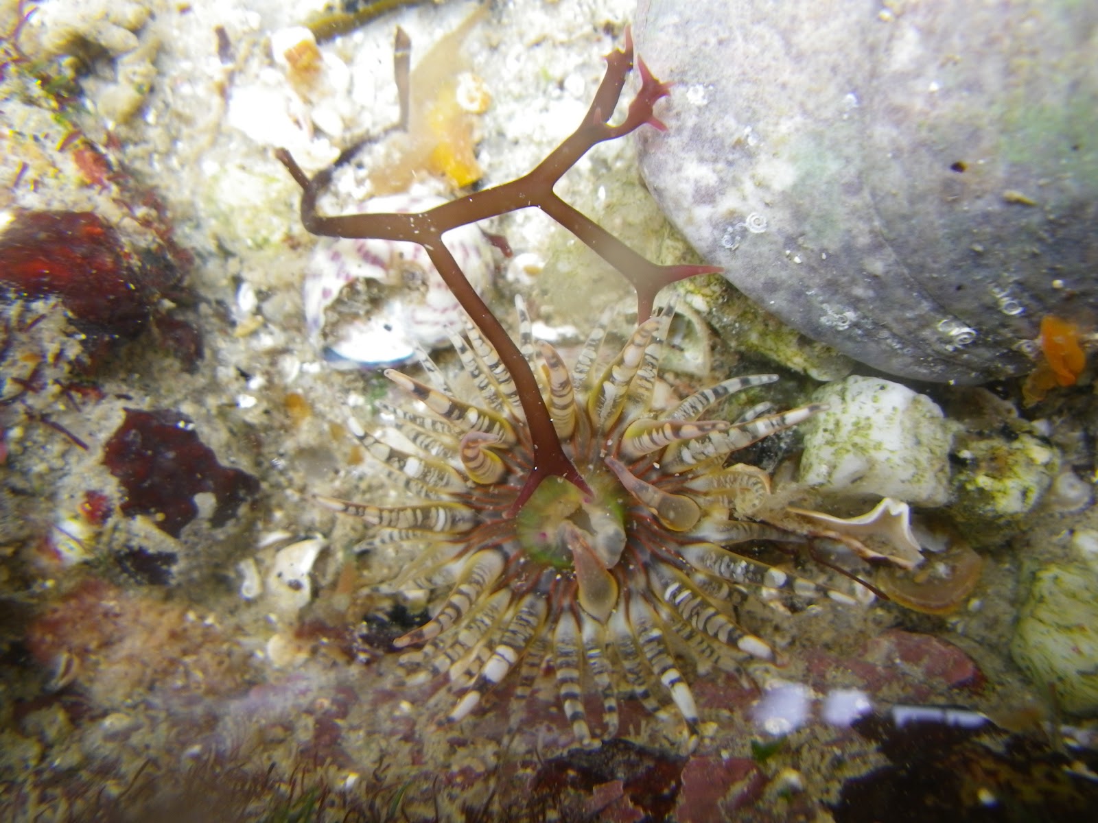 Rock Pooling: Rocky Shore- Isles of Scilly