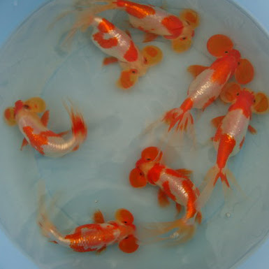 NATURE'S BEAUTY: Bubble Eye Goldfish
