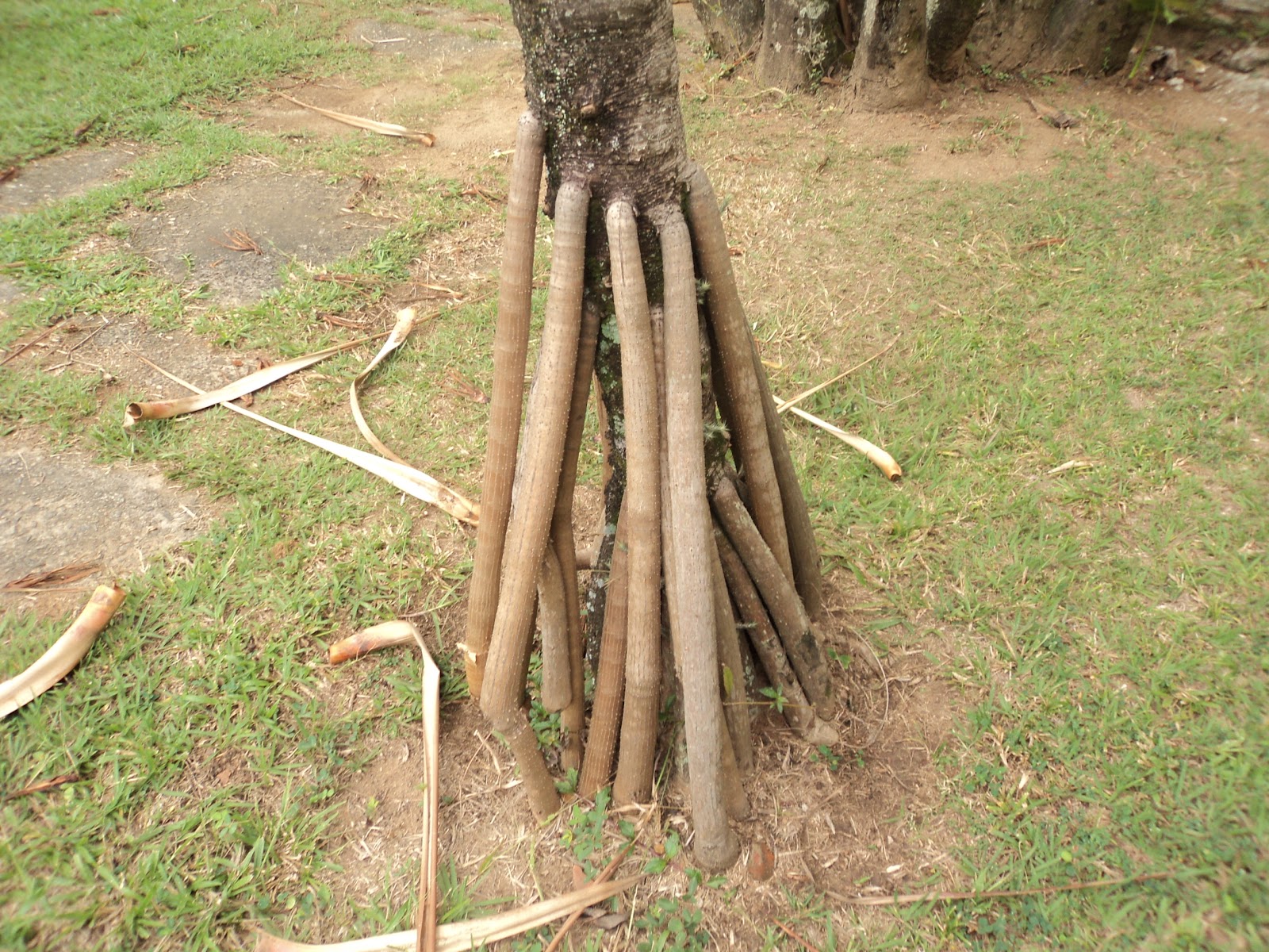 Mato & Cia: Morfologia externa de Raizes