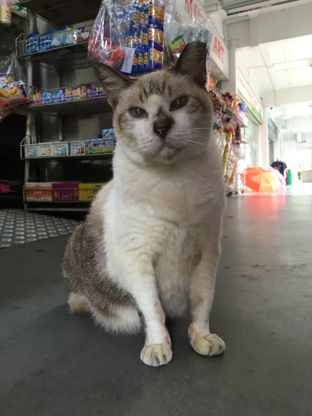 Singapore Community Cats: Community Cats of Tampines