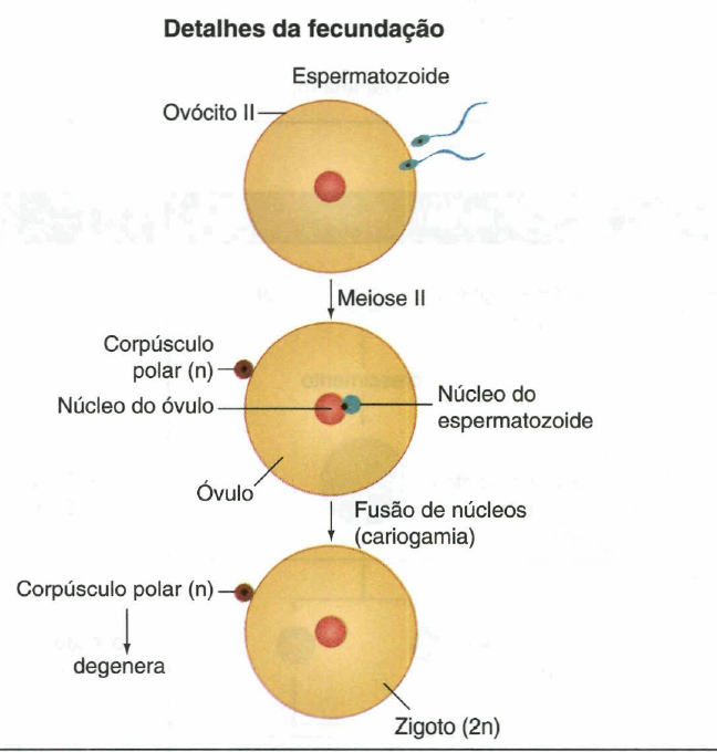 Detalhes da fecundação
