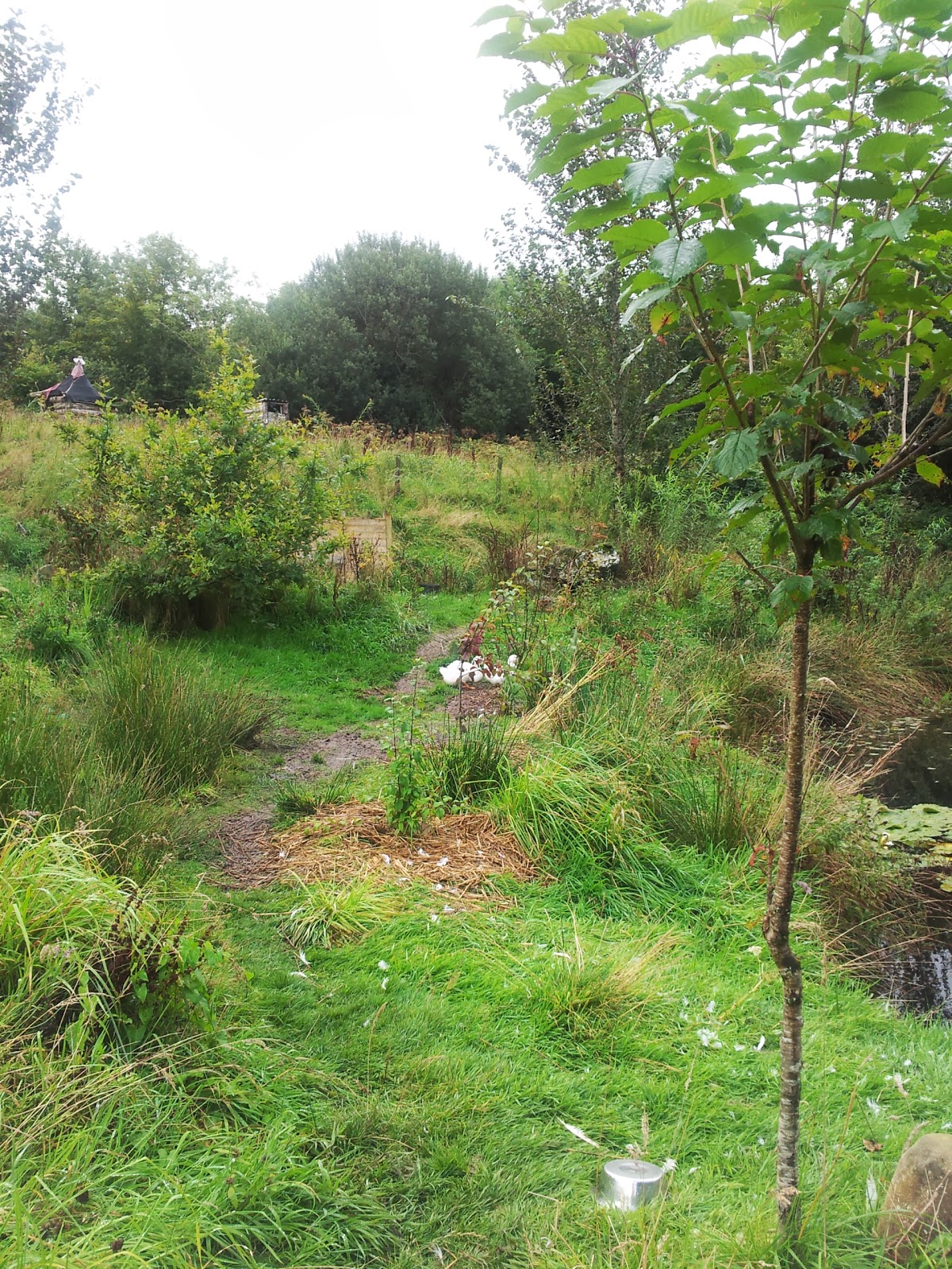 Our Visit to Charlie and Meg's Roundhouse - Diary of the Evans-Crittens