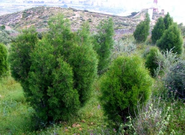 Las plantas y sus usos: Tuya articulada