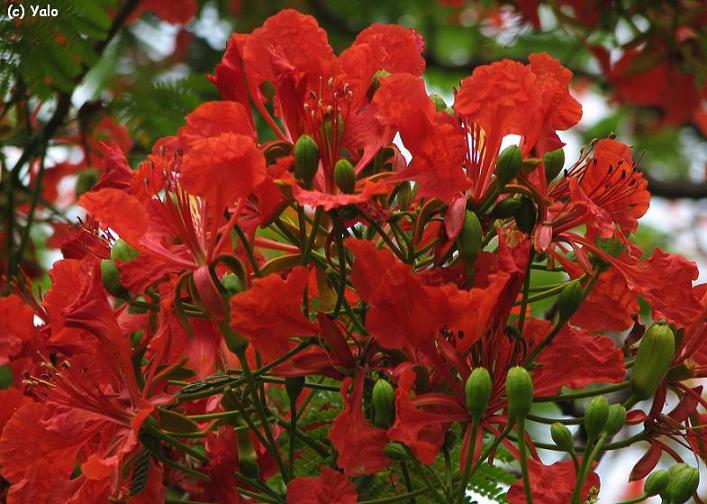 Ningún lugar está lejos... en RD: El rojo más esperado