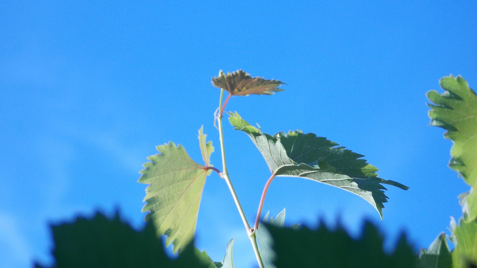 Parra de uva wallpapers HD