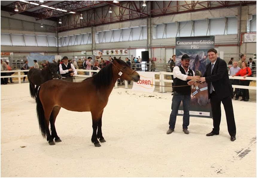 O CABALO DE PURA RAZA GALEGA / THE GALICIAN HORSE BREED / LE CHEVAL DE ...