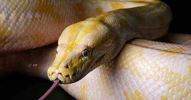 Fakta Unik Dari Ular Python Yang Perlu Kamu Ketahui - Portal Cerita ...