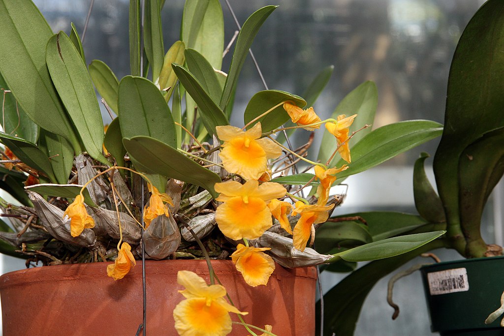 Dendrobium lindleyi care and culture | Travaldo's blog