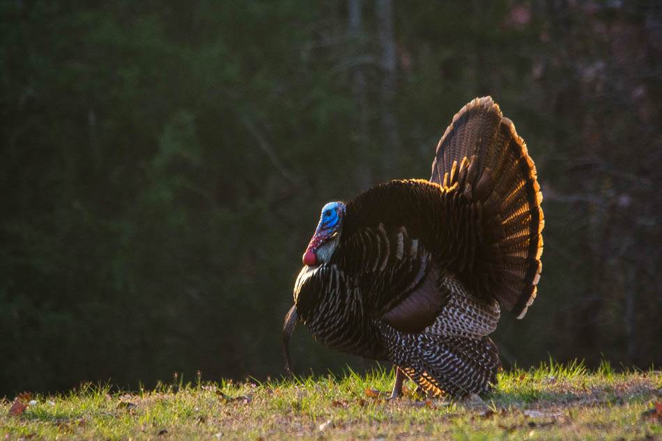 Ozark Grace: Ten Seconds