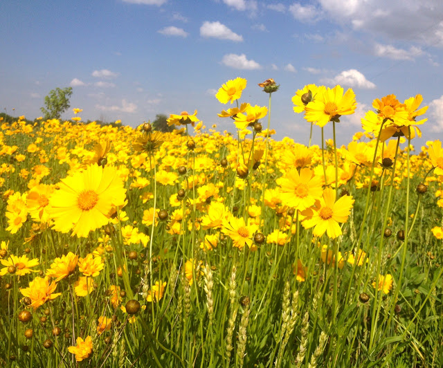 Farm Dover: A Growing Vision