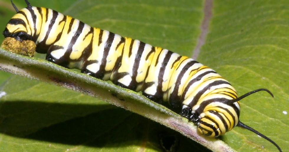 Si Beluncas... | Niahix_01