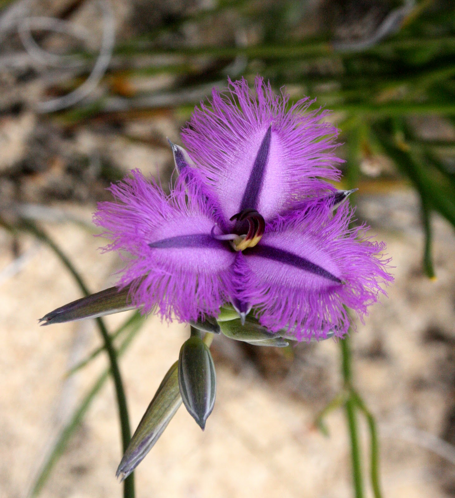 Adams Garden Design: 2011