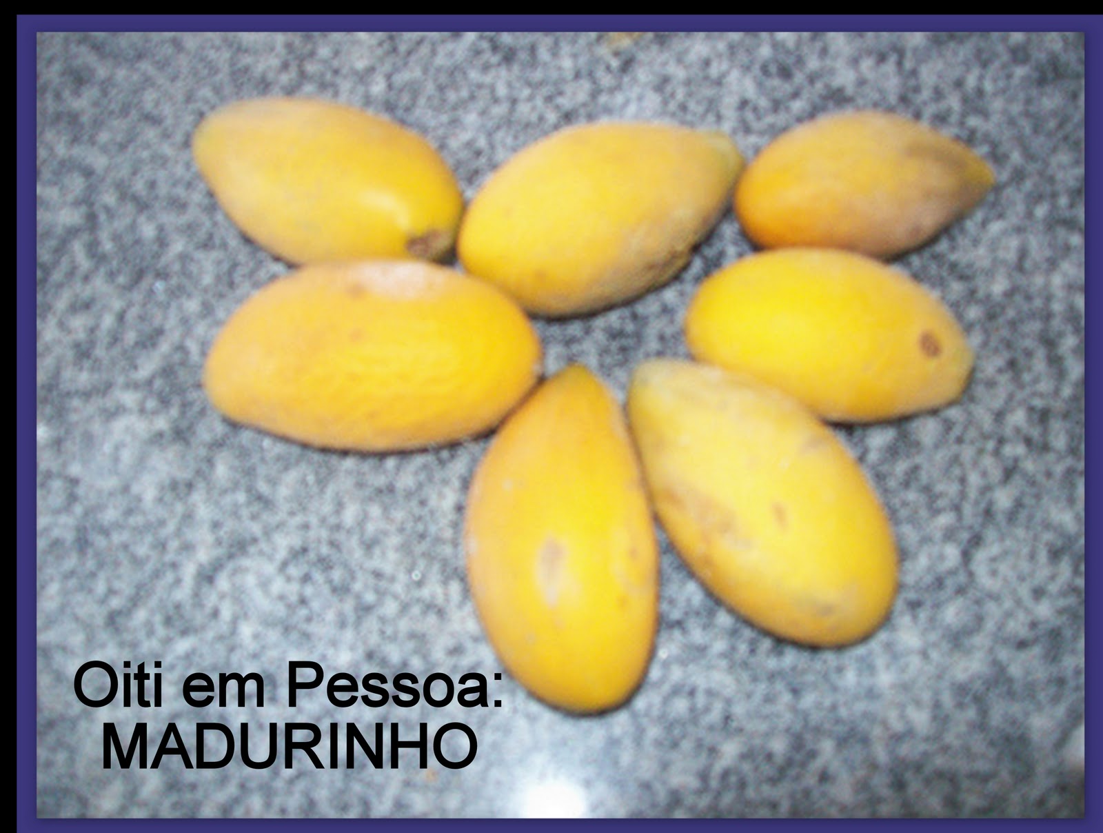 BOA NOVA, UMA UTOPIA!: Na Sombra dos Oitizeiros