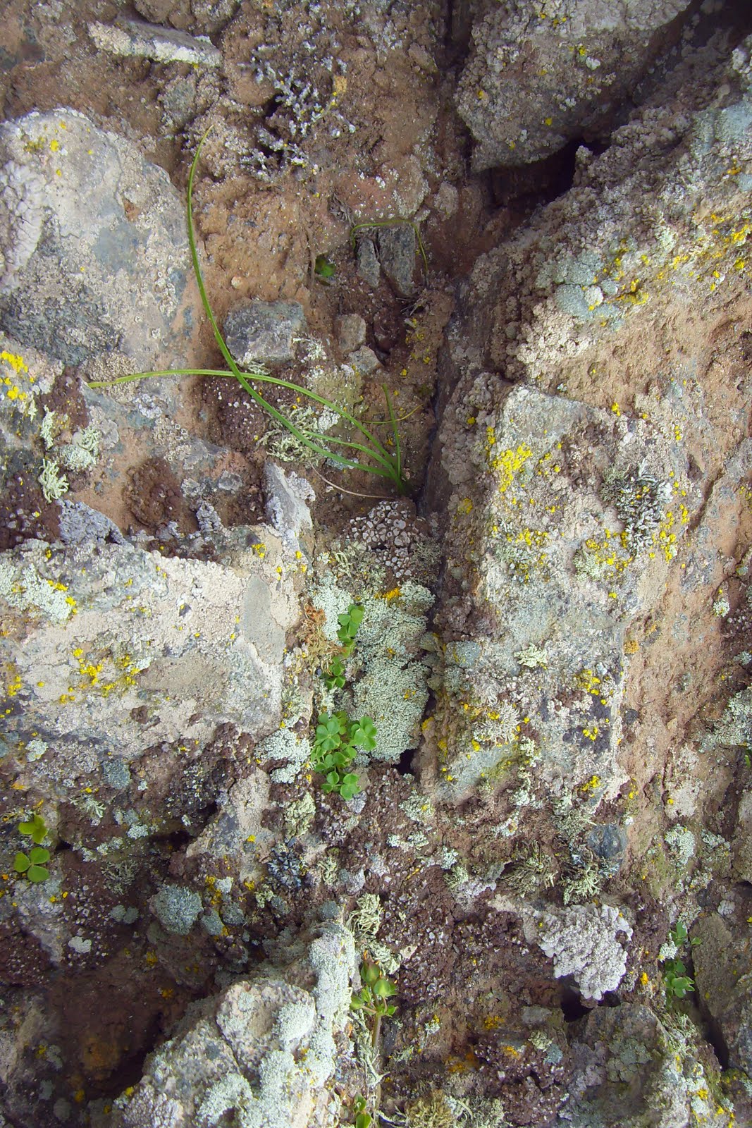 Eco-antropología: El oasis de niebla de Alto Patache: esplendor ...