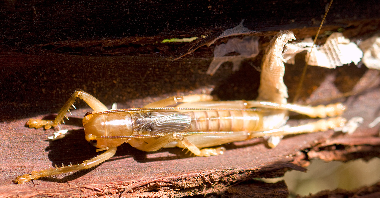 Real Monstrosities: Leaf-rolling Cricket