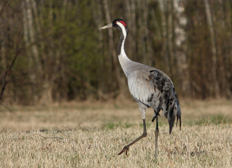 Fjällripans blogg: Ståtliga tranor
