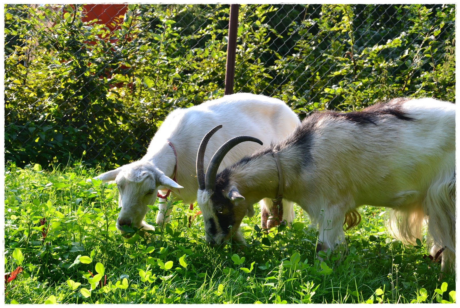 Moje życie na wsi: Kozy na wypasie!