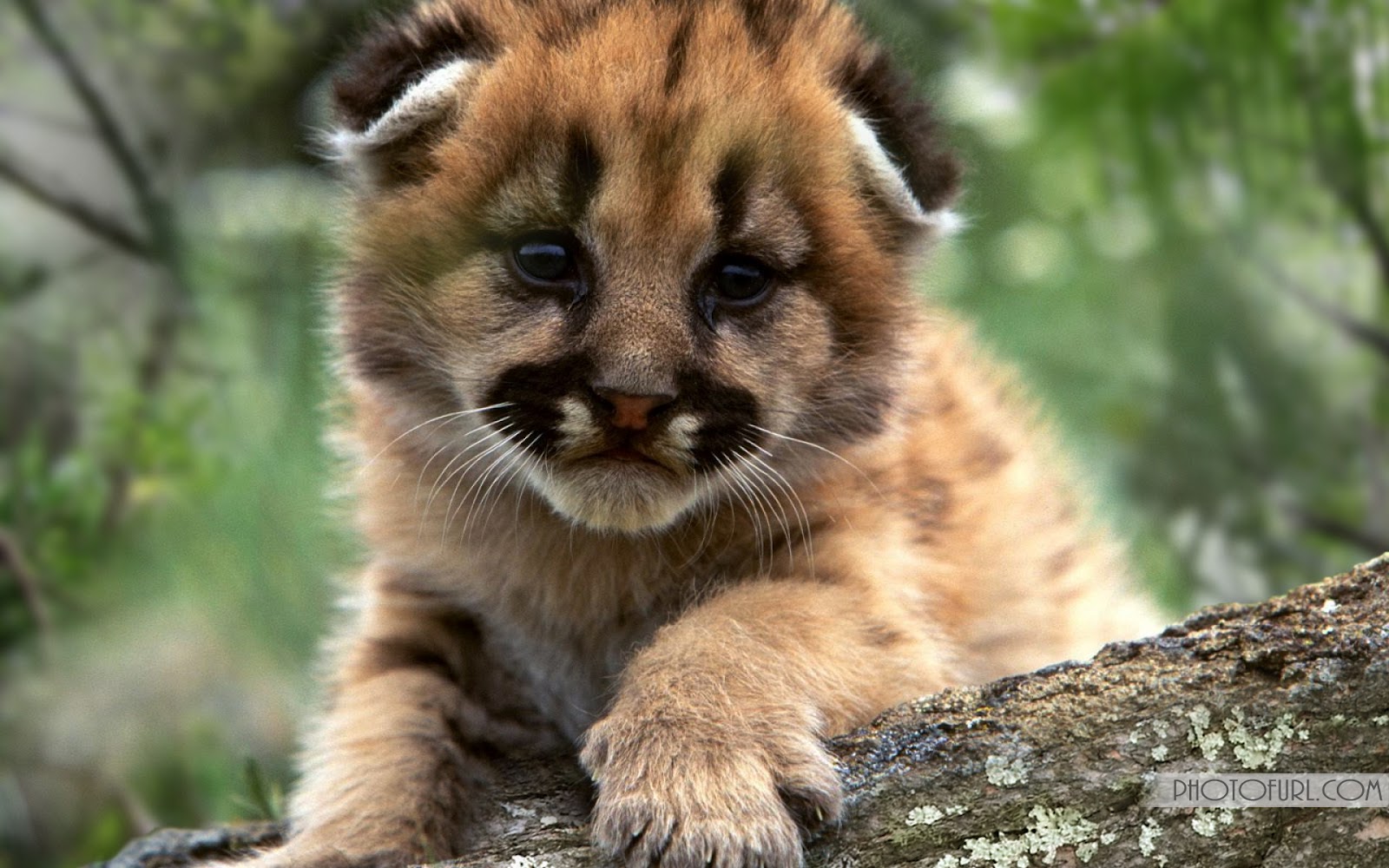 lioness and cub wallpapers « Nat Geo Adventure