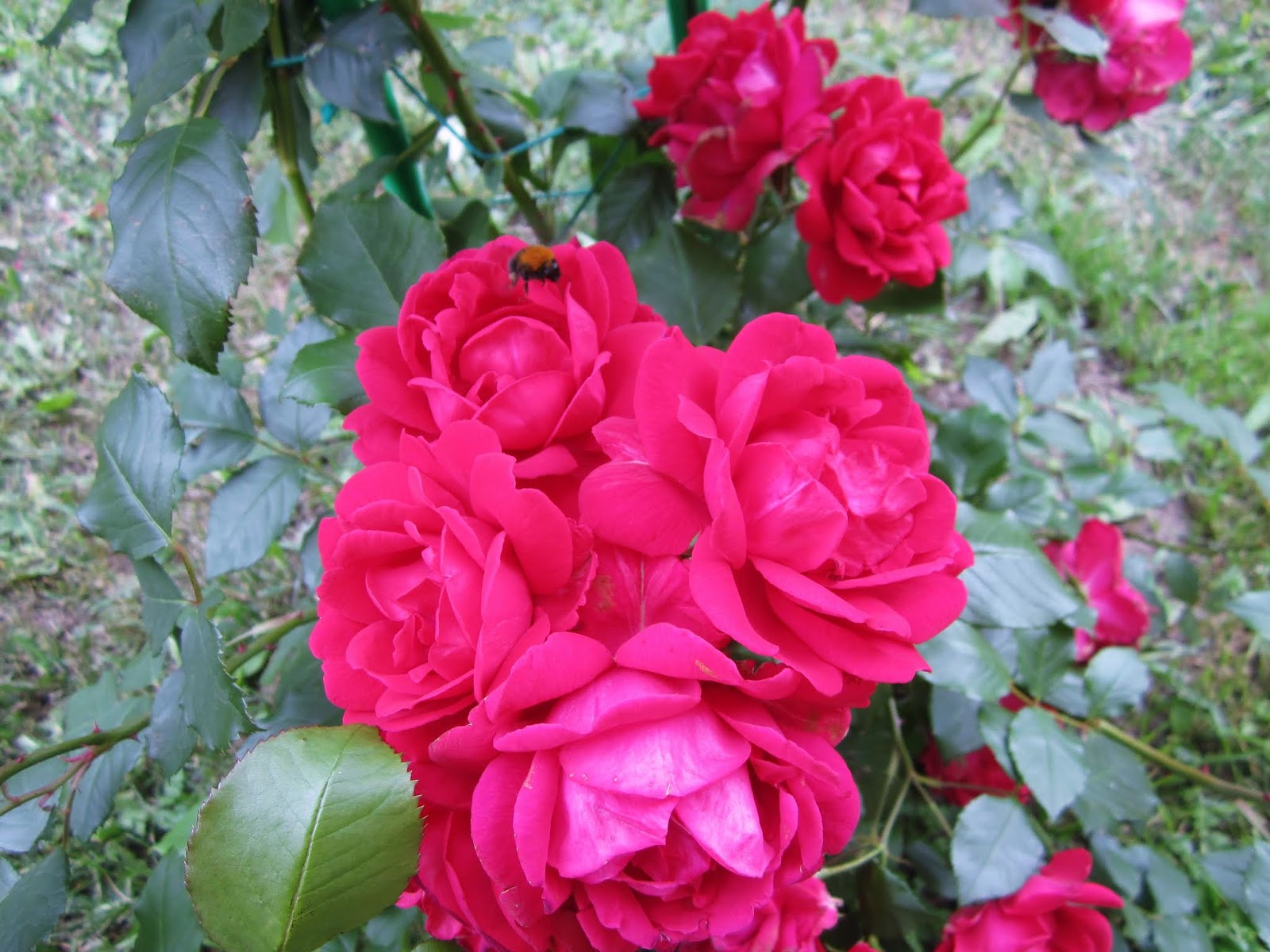 Manni tegemised: Roosid