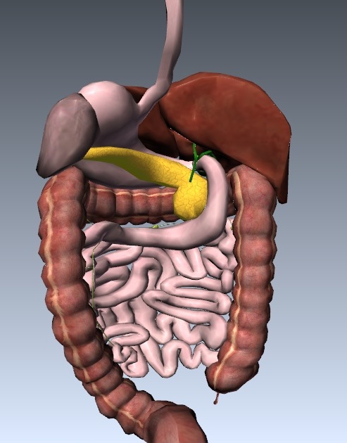 Il blog della Sab: Appunti di anatomia e la loggia della Terra in MTC