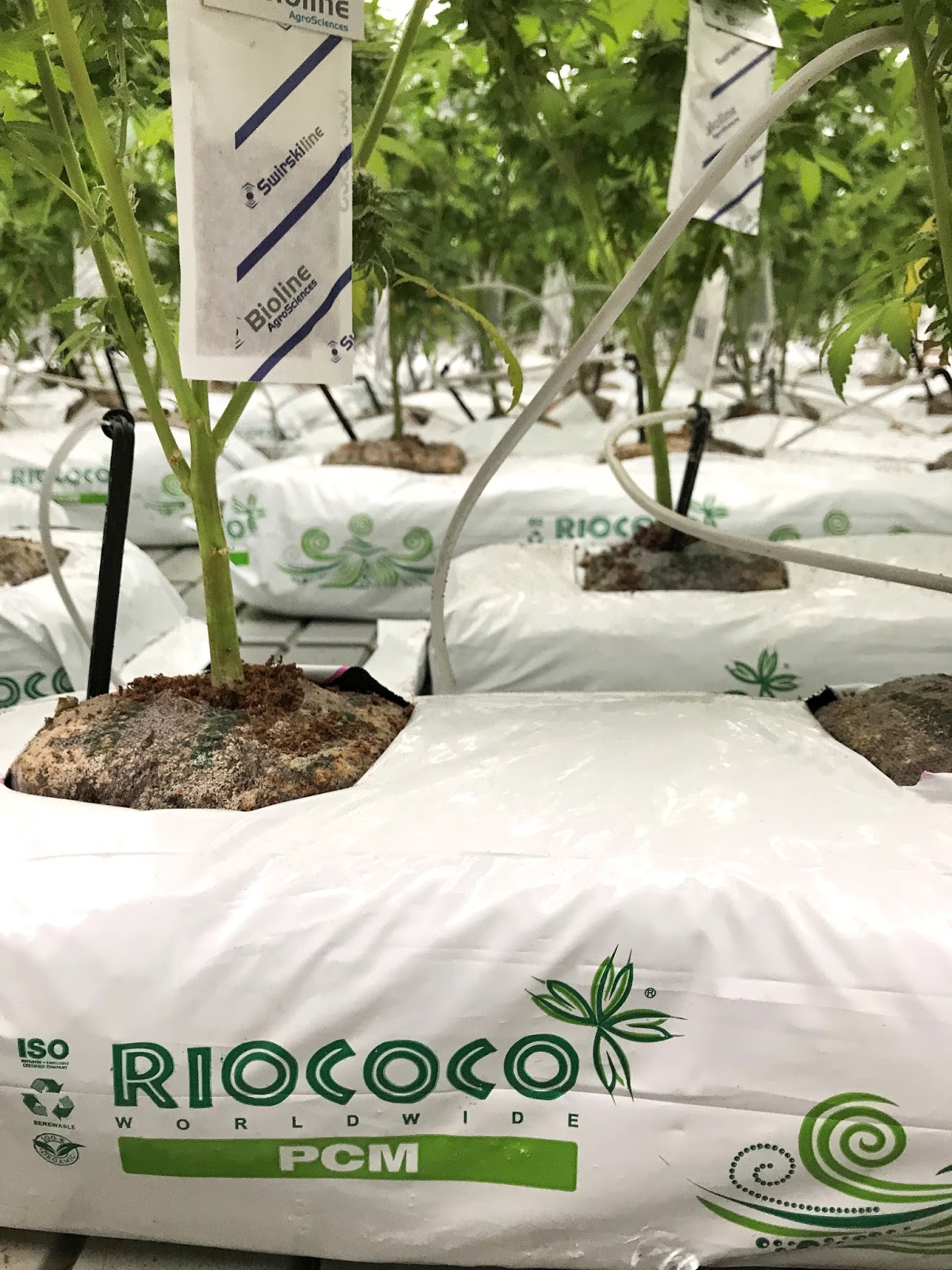 Riococo MMJ: Riococo PCM Grow Bags