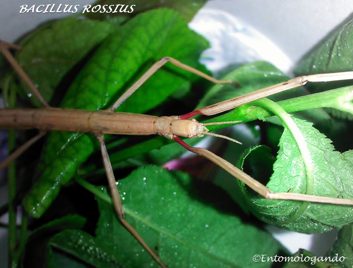 Entomologando: Bacillus rossius