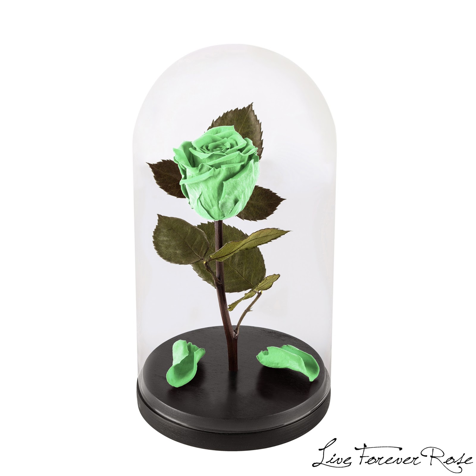 A Green Forever Rose