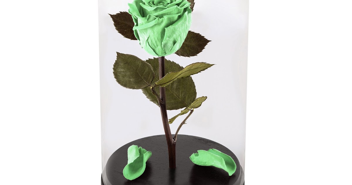 A Green Forever Rose