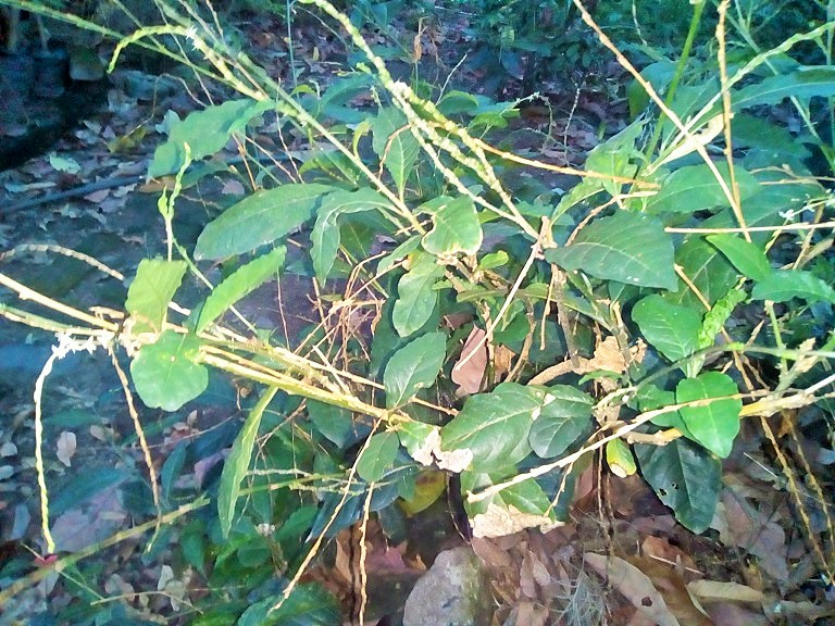 ASESORÍA MEDIO AMBIENTE : ANAMÚ: UNA PLANTA CONTRA EL CÁNCER