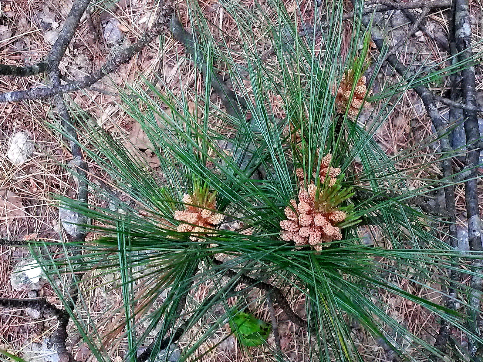 Lake Wicwas Nature Journal: June 2016