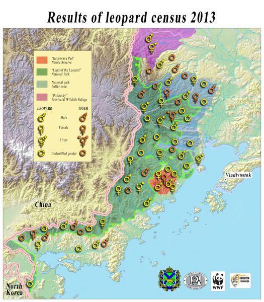 Persona Non Grata: Amur Leopards Increase