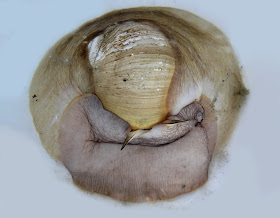 Real Monstrosities: Moon Snail