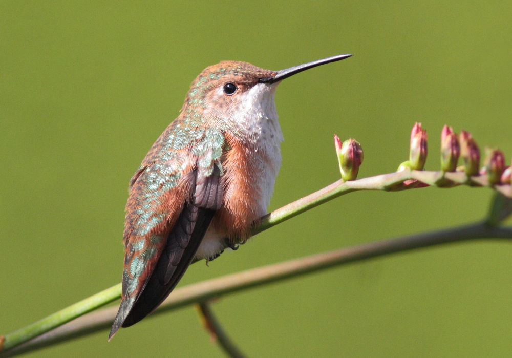 Len and Dian's Senior Moments: The Birds of July 2013