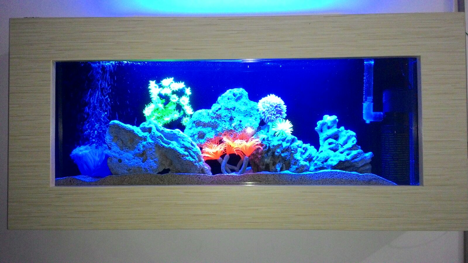 Aquarium solo: Aquarium Dinding