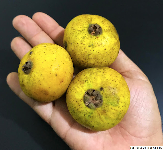 Viveiro Ciprest - Plantas Nativas e Exóticas: Guabiroba Gigante ou ...