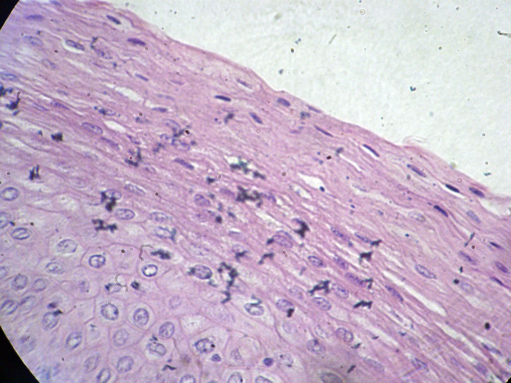 Histologia UFJF: Lâmina 5 - Esôfago