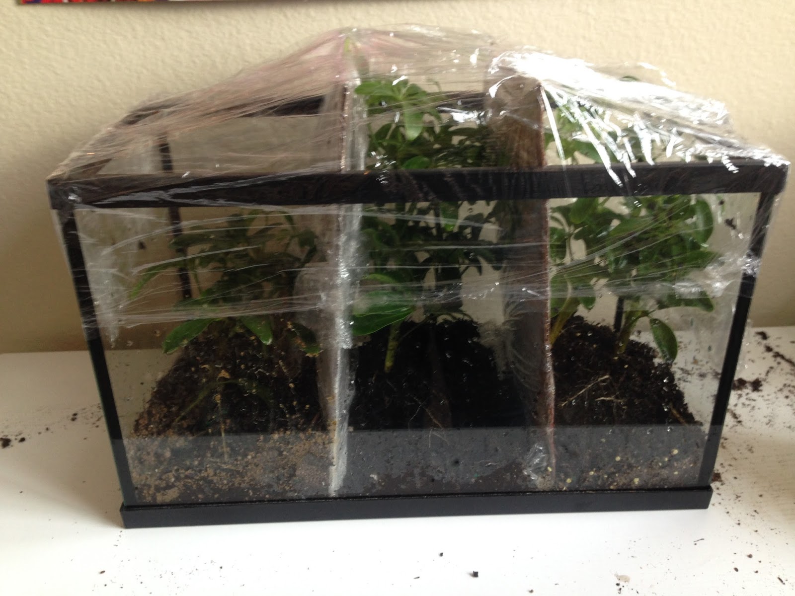 Terrestrial Mesocosm- IB Bio SL: Materials and Procedure