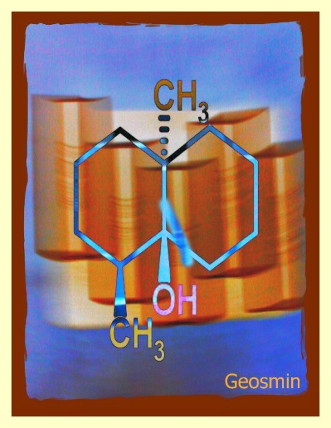 Glass Petal Smoke: Geosmin and Petrichor: The Perfume of the Earth