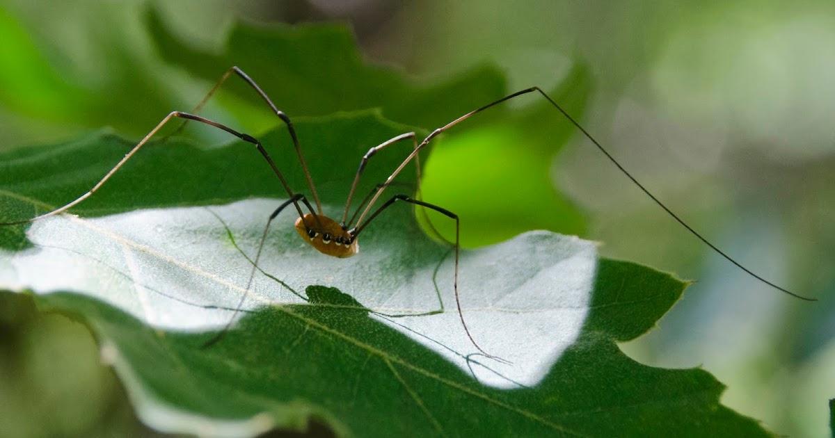 Urban Wildlife Guide: Harvestman