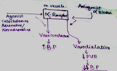Alpha Blockers | Classification | Mechanism Of Action